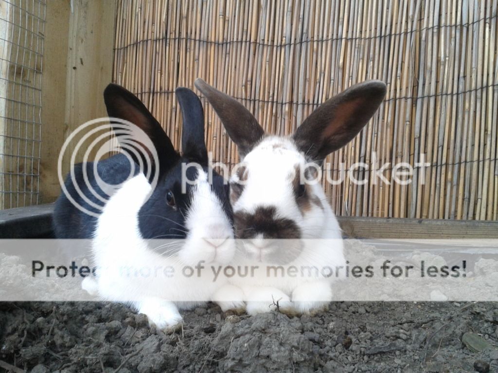 The bun's massive digging box! | Rabbits United