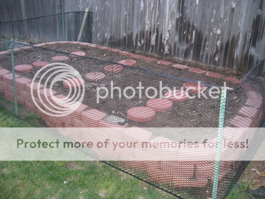 SCROG - DWC - Super Lemon Haze and Blue Widow | Page 36 | Grasscity ...