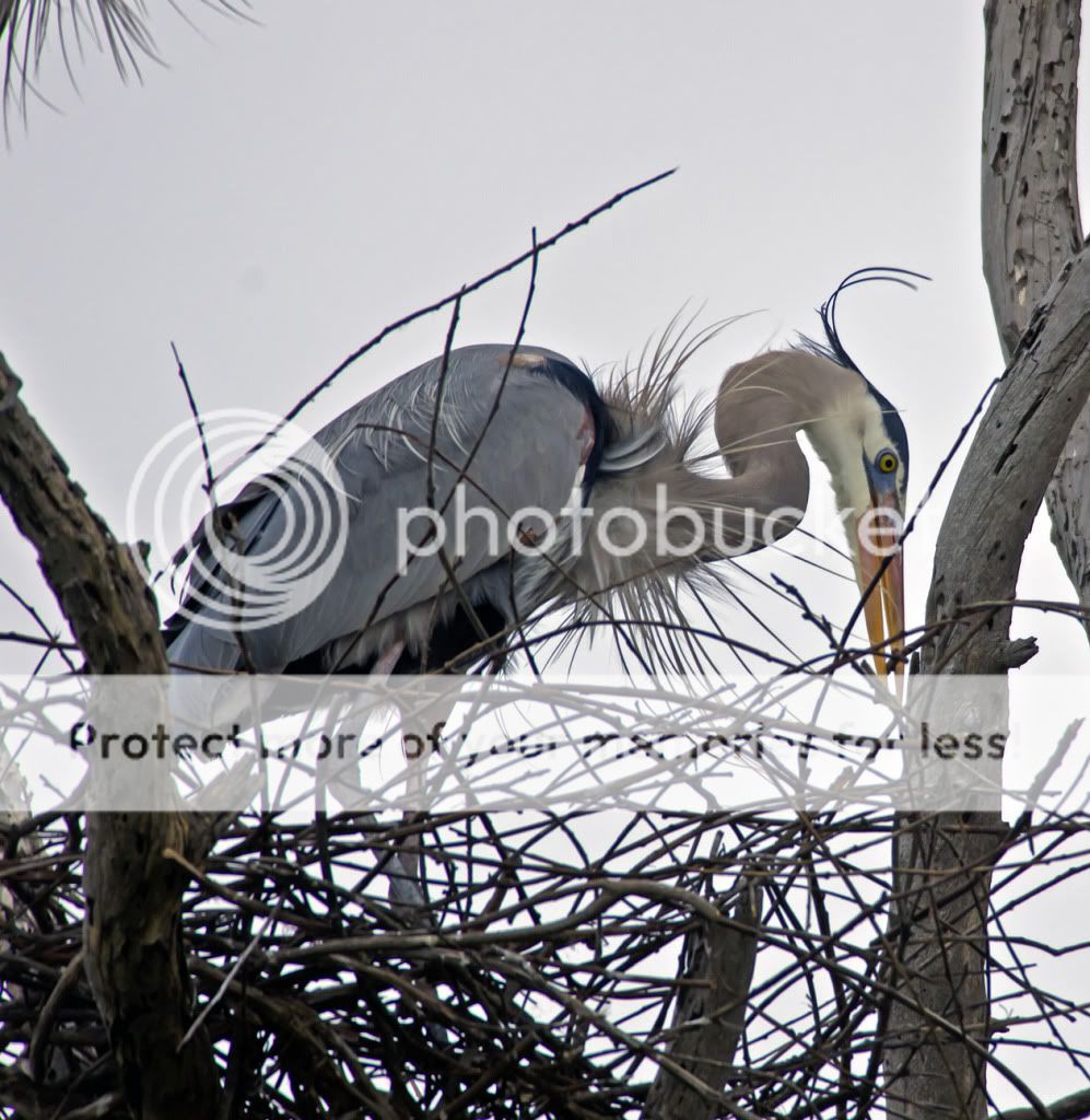 Love birds nesting - PentaxForums.com