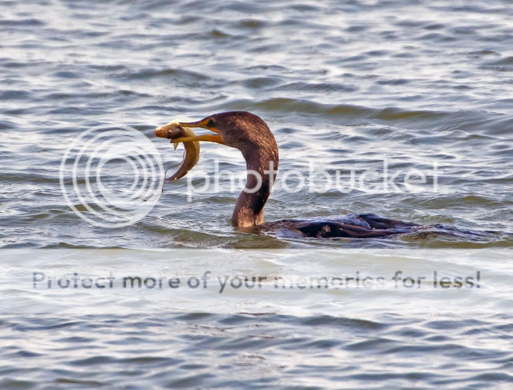 Cormorant fishing - PentaxForums.com
