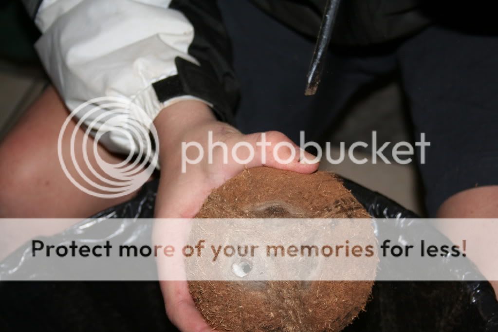 How to make Coconuts into "Caves". | Tropical Aquariums SA