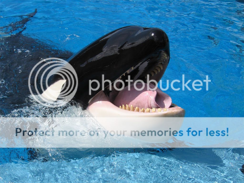 Shoop - SHOOP THAT CRINGE WWE RONDA | Page 7 | Sherdog Forums | UFC ...